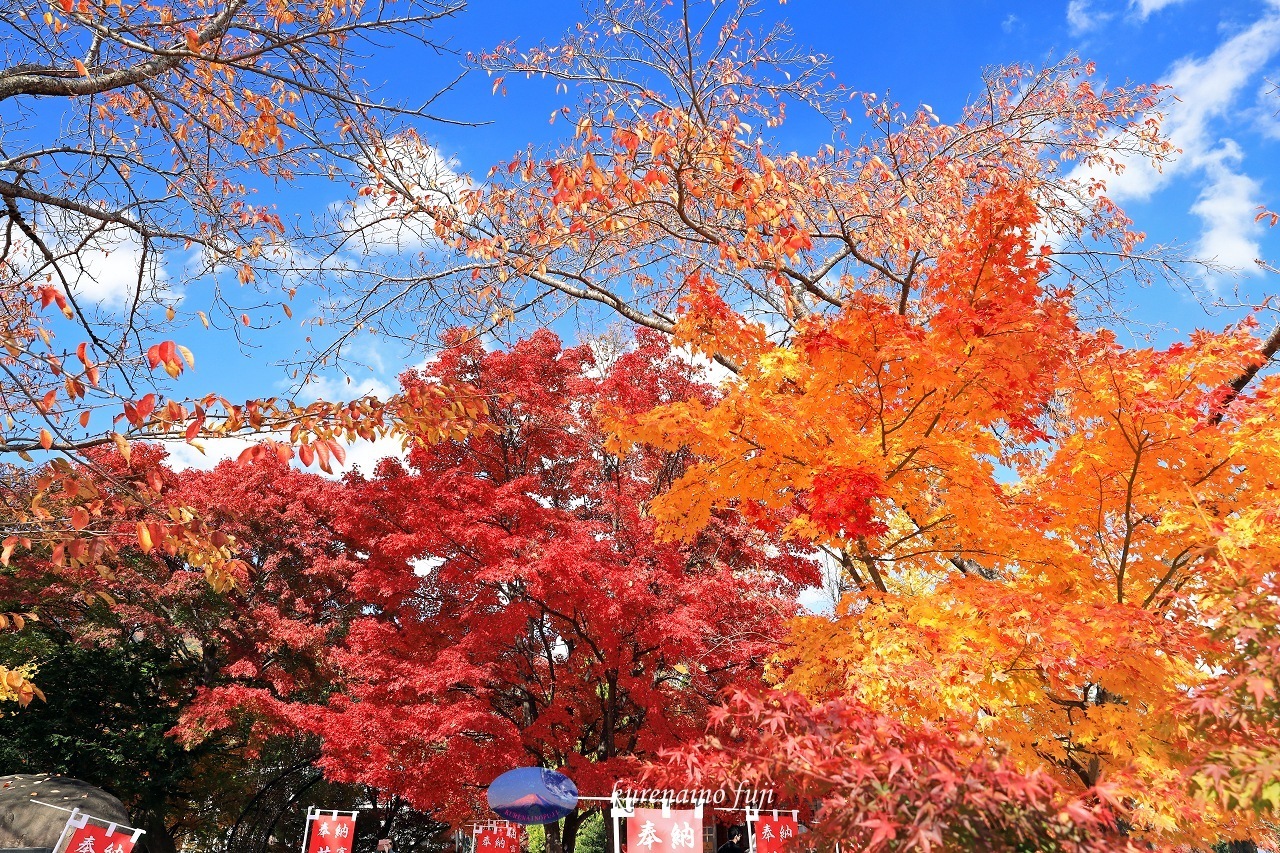 河口湖の紅葉回廊（1）: 「デジタル写真館」・・・徒然なるままに